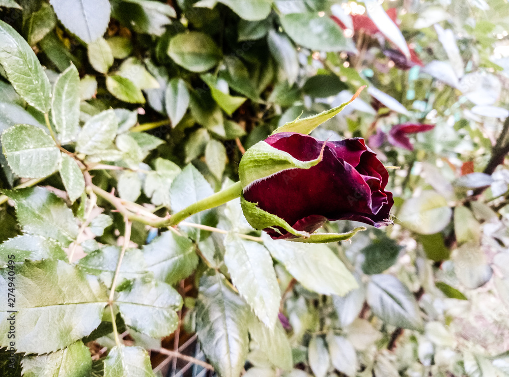 Rose bud close up. The tender bud of a flower. Red rose bud flower ...