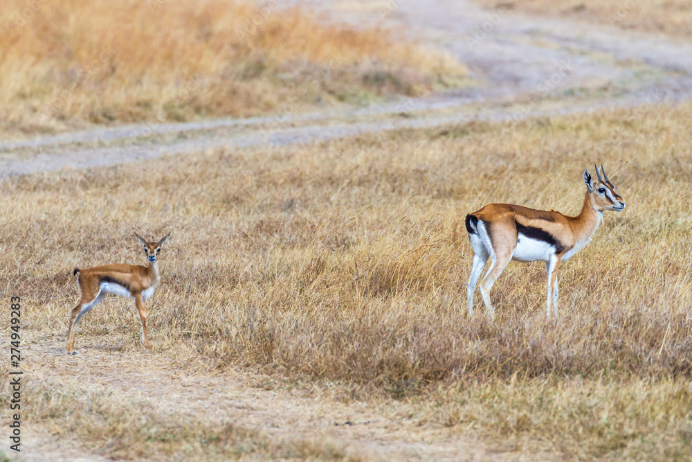 Thomson's gazelle mother and baby fawn calf Eudorcas thomsonii looking ...