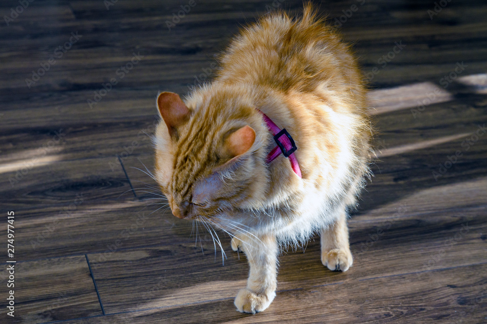 adult big red cat, the cat is very sore front paw, swollen paw because ...