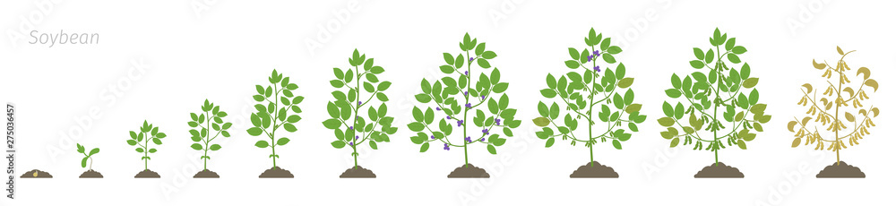 Image vectorielle Stock Growth stages of Soybean plant. Soya bean ...