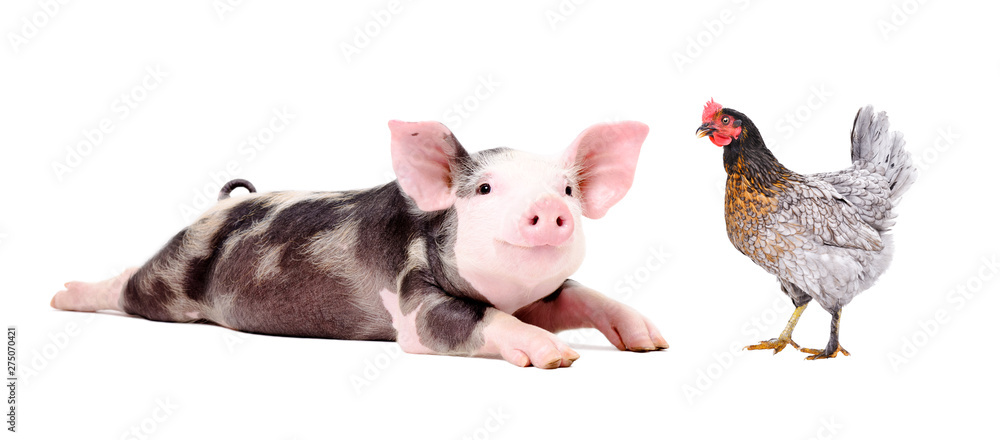 Funny little pig and chicken together isolated on white background ...