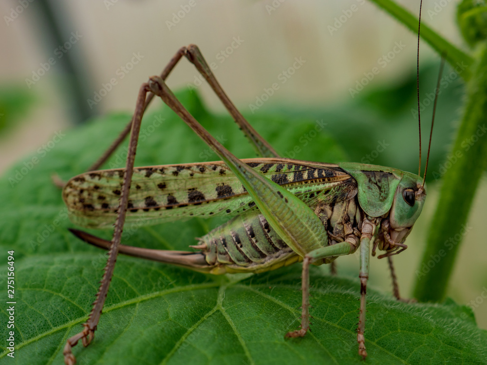 Locust, Lat. Melonoplus femur-rebrum.Green large grasshopper sits on ...
