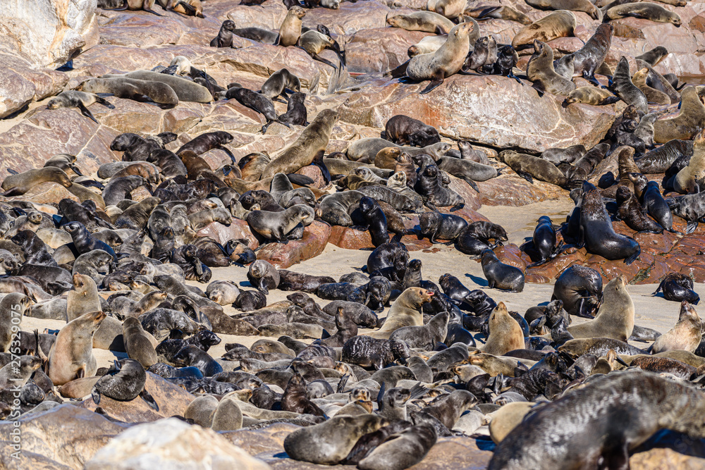 One of the largest colonies of Cape Fur Seals in the world, Cape Cross ...