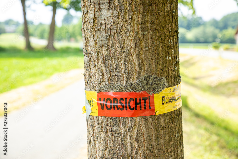 tree with text vorsicht allergiegefahr durch eichenprozessionsspinner Raupen und Nester nicht ...
