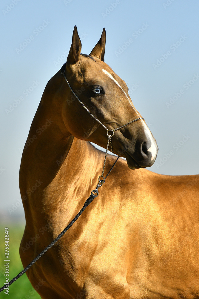 Akhal Teke Pelle Di Daino Stoeterij Argamak | Akhal Teke Paarden