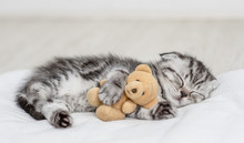 Silver Tabby Cat Sleeping With Toy Free Stock Photo - Public Domain ...