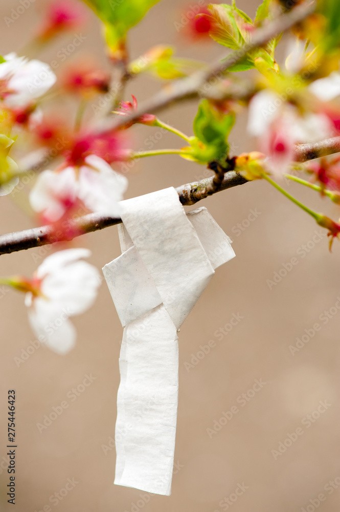 Prayer ribbon tied on a cherry tree limb before a temple, Kyoto, Japan ...