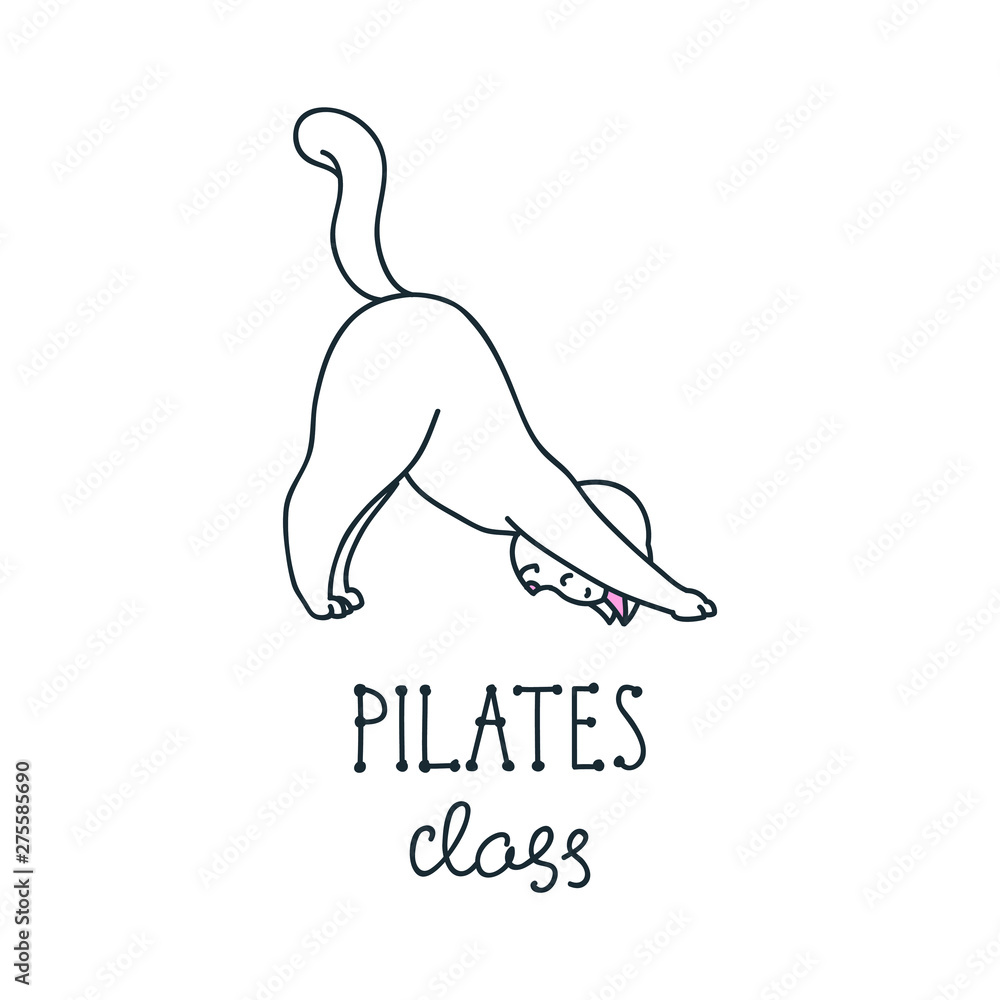 Pilates class. Illustration of cute white cat stretching exercises ...