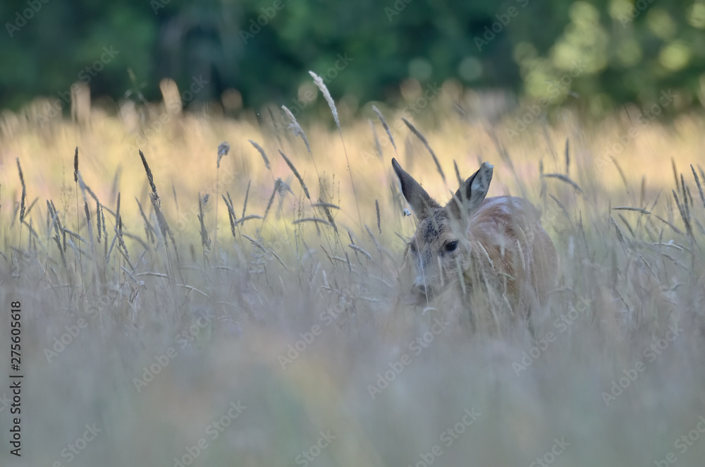 Sarna w środowisku naturalnym Stock Photo | Adobe Stock
