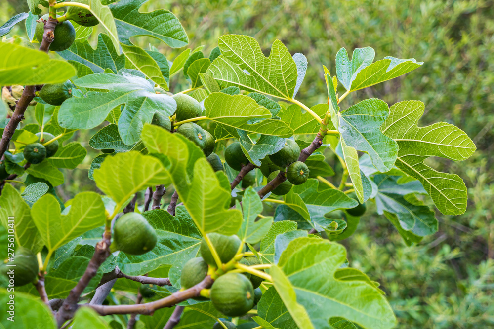 Branches of a fig tree with its figs Stock Photo | Adobe Stock