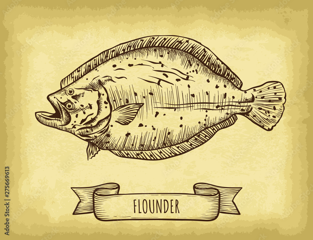 Hand drawn flounder fish isolated. Old craft paper texture background ...