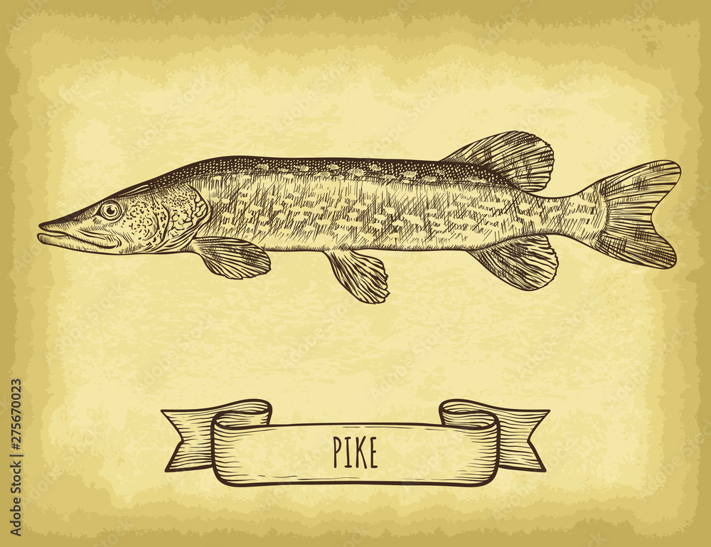 Hand drawn pike isolated. Old craft paper texture background. Ribbon ...