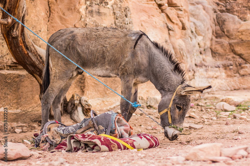 donkey profile portrait on a leash Bedouin domestic pet try to eat ...