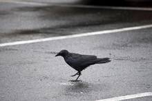 Crow On The Pavement Free Stock Photo - Public Domain Pictures