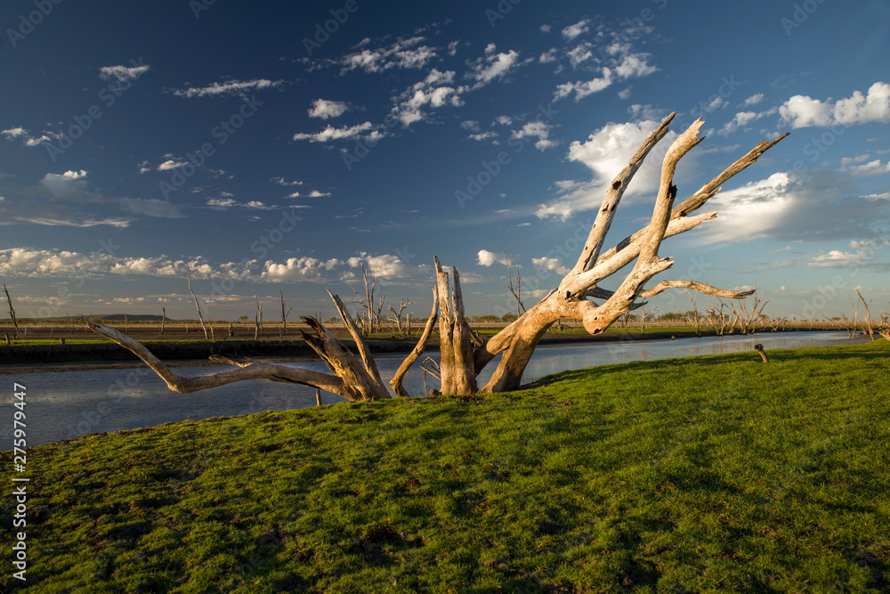 Dead tree at the swamp of Lake Argyle at sunset with blue sky as ...