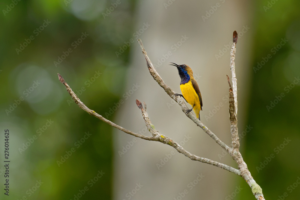 Olive-backed sunbird - Cinnyris jugularis, also known as the yellow ...