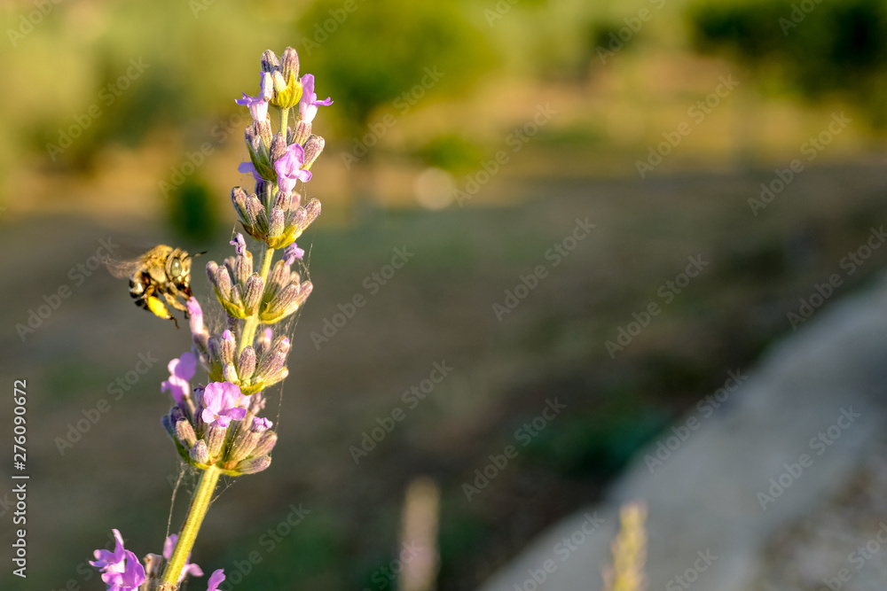 Honey bee get pollen on a single stem of Sicilian lavender during ...