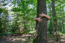 Tree Hugger Free Stock Photo - Public Domain Pictures