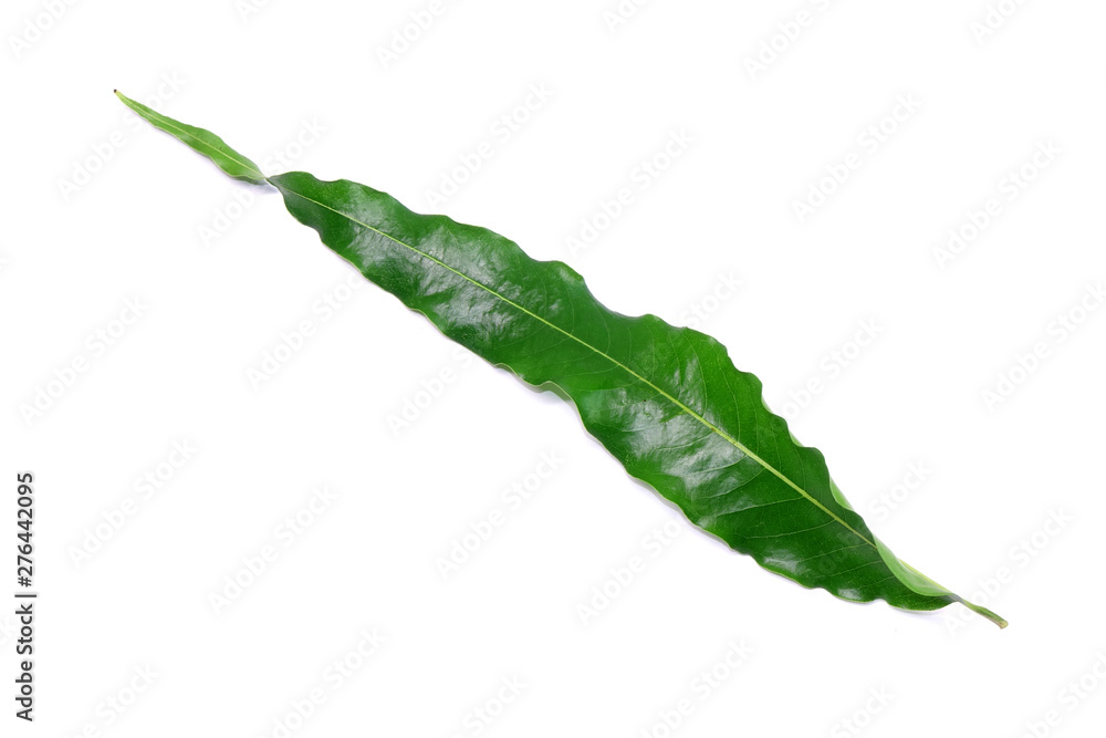 Green leaf isolated on white background. The wavy edges leaf of False ...