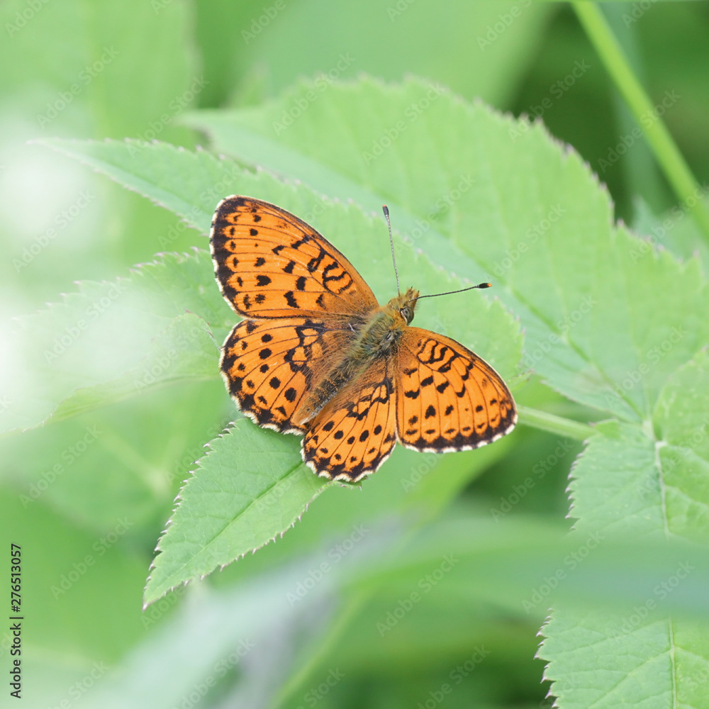 Brenthis ino, known as the lesser marbled fritillary, a butterfly of ...