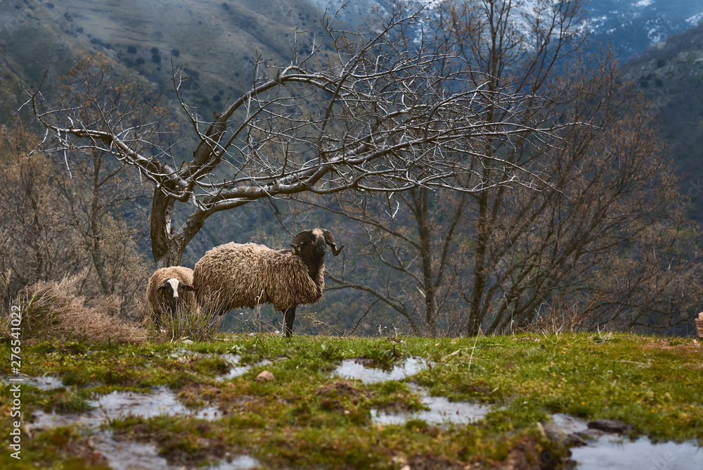 Cabras o ovejas pastando en un bonito prado con montañas nevadas de ...