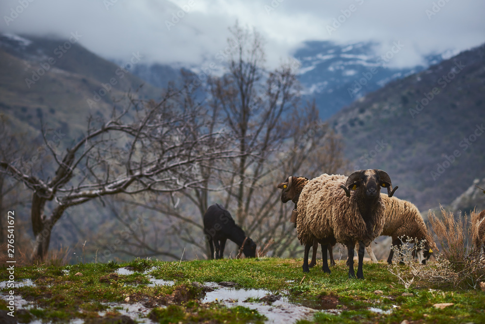 Cabras o ovejas pastando en un bonito prado con montañas nevadas de ...