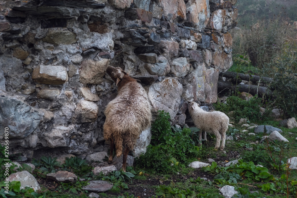 Sheep and lamb licking salt from stones of destroyed svan tower in ...