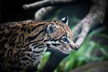 Ocelot Free Stock Photo - Public Domain Pictures