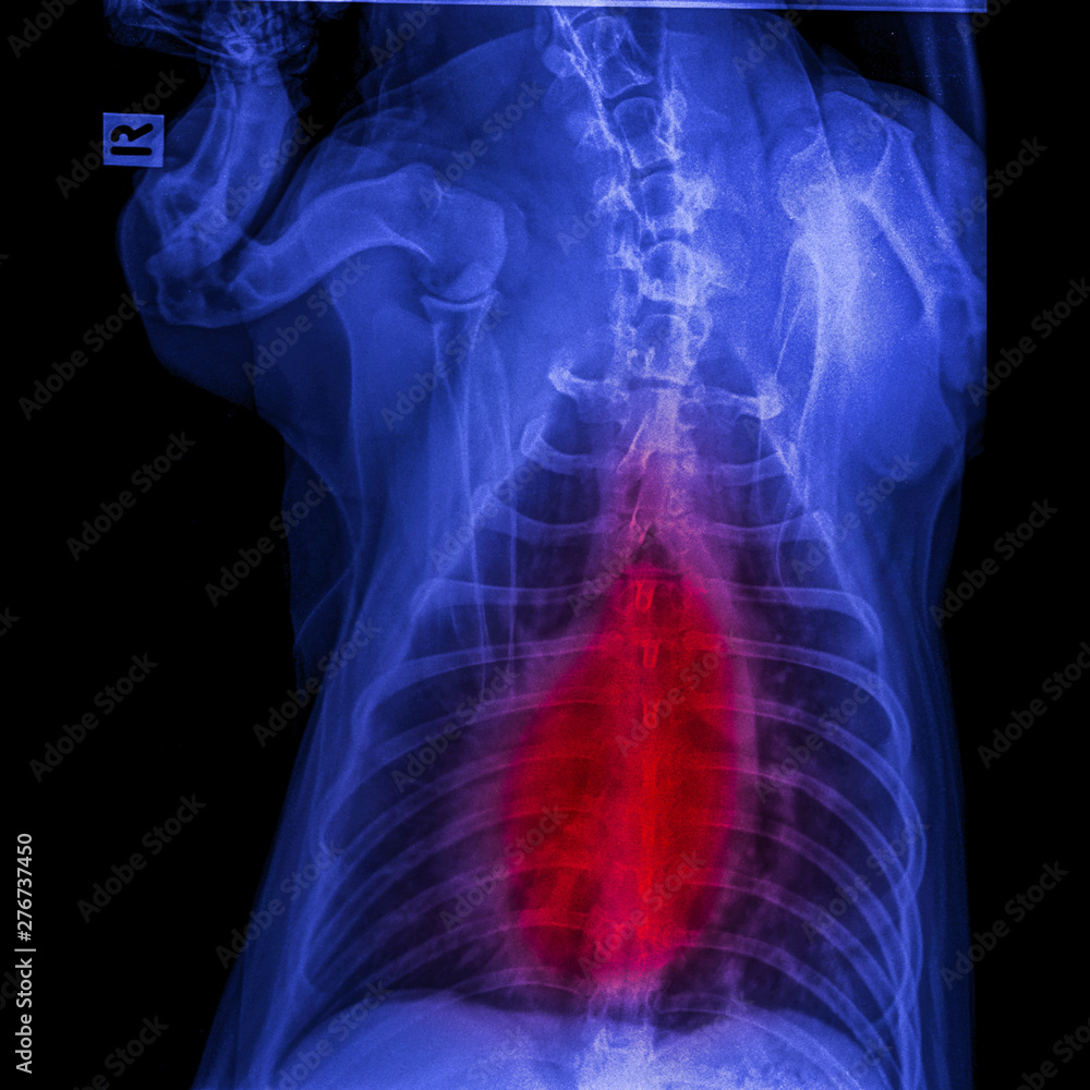 Foto de Stock X-ray of dog posterior view closed up in thorax standard ...