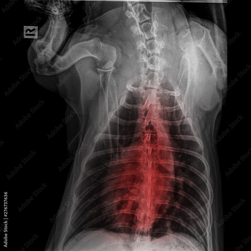 X-ray of dog posterior view closed up in thorax standard and chest with ...