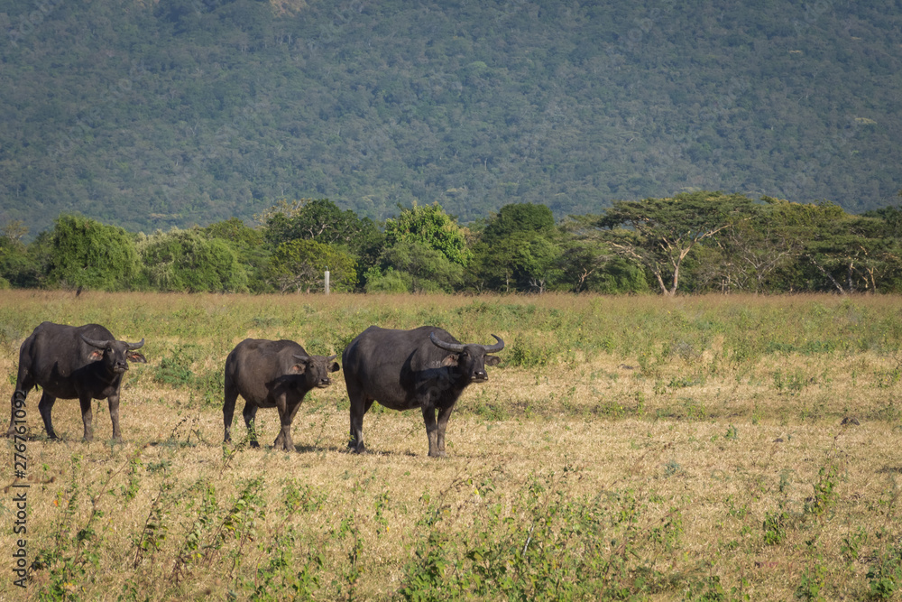 A group of buffalo on their natural habitat, Savanna Bekol, Baluran ...