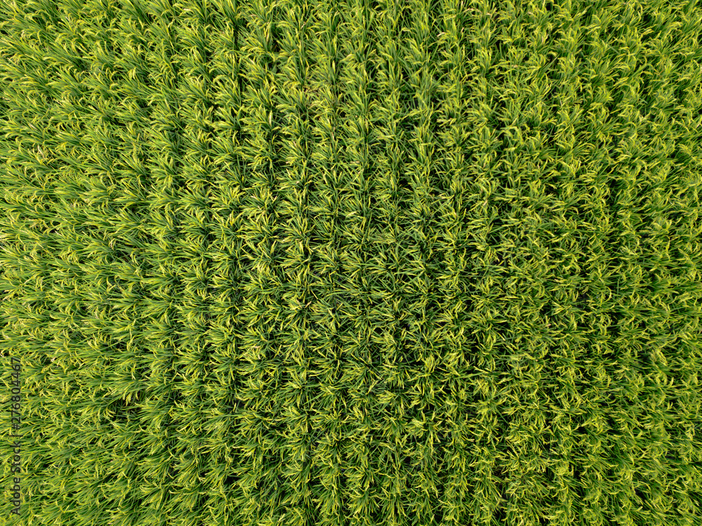 Foto de Stock Aerial view of rice, agricultural fields in countryside ...