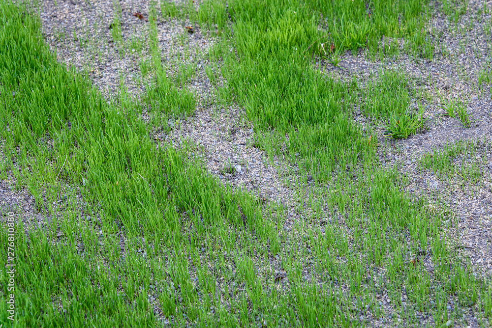 Patchy and damaged lawn, over seeded to repair it, with new grass ...