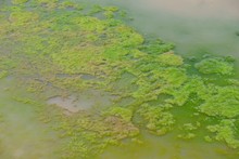 Pond Scum Texture III Free Stock Photo - Public Domain Pictures