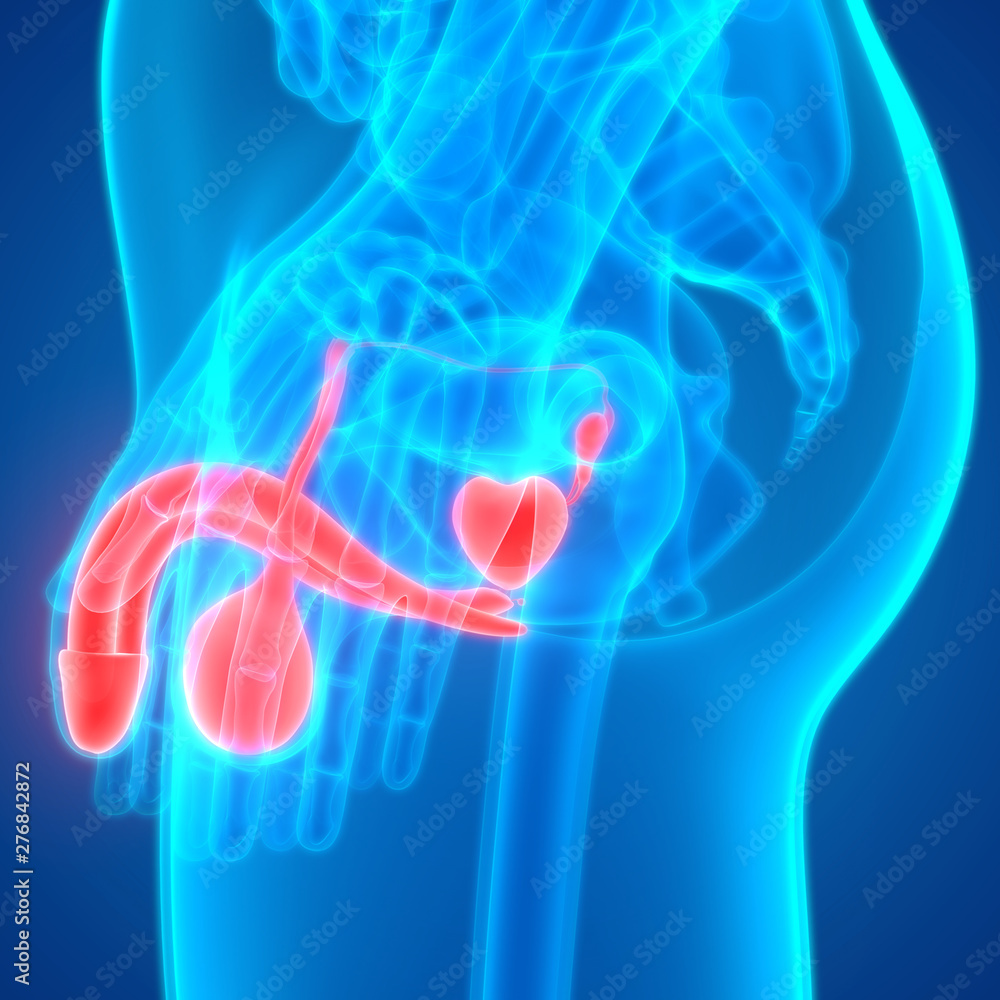 Male Reproductive System Anatomy Stock Illustration Adobe Stock 9175