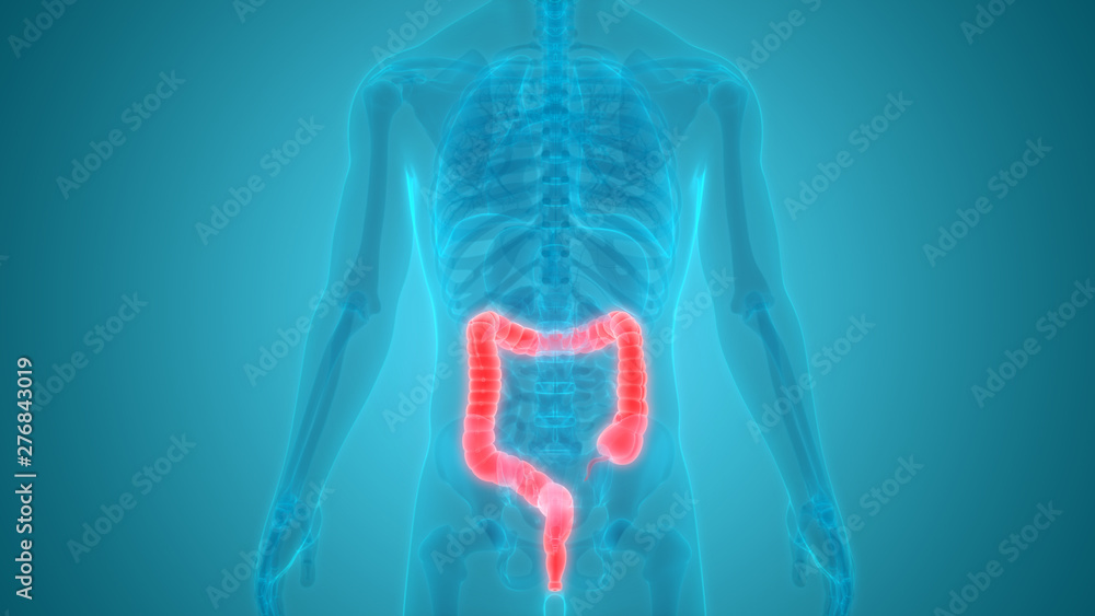 Human Digestive System Small Intestine Anatomy Posterior view Stock ...