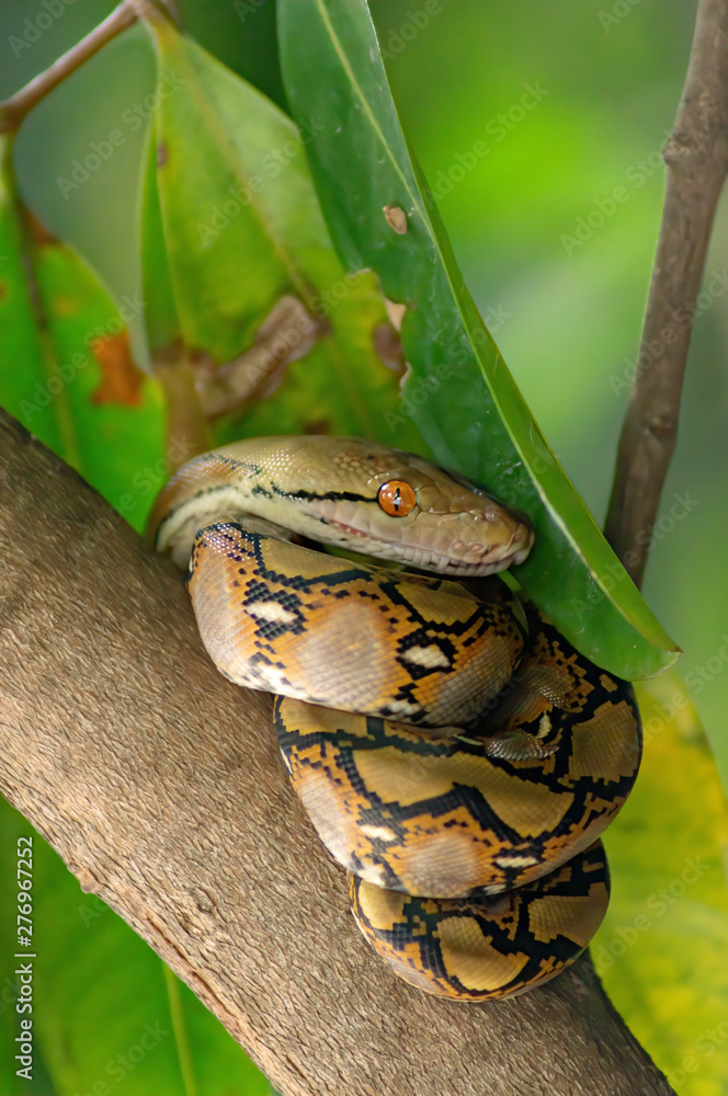 The child python curled on the branch of the mango tree. the background ...