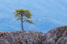 Tree Growing From A Rock Free Stock Photo - Public Domain Pictures