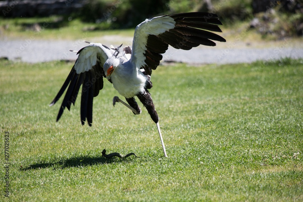 Le Messager Sagittaire est un rapace serpentaire. Cest un rapace diurne ...