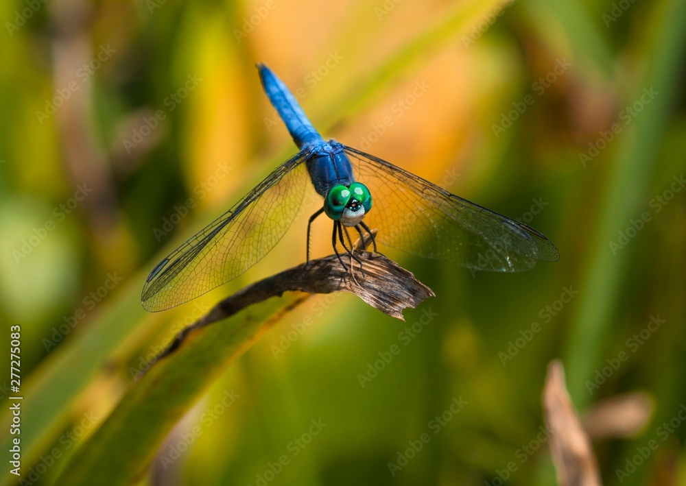 This epic macro image capture shows a front view of a beautiful blue ...