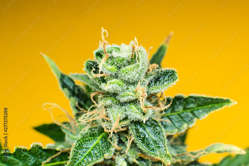 Cannabis Indica Flower