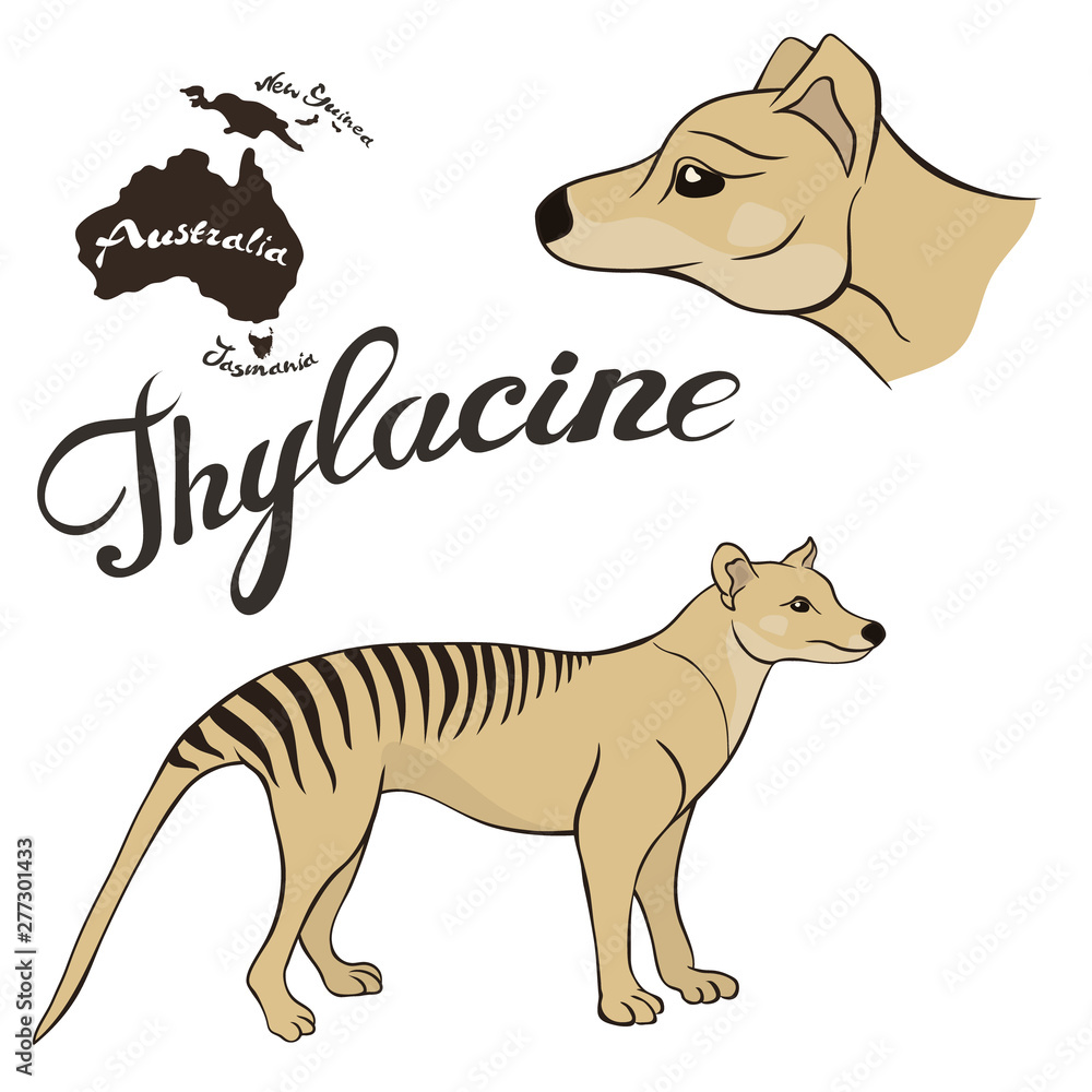 Thylacine vector image isolated on white background. Marsupial wolf ...