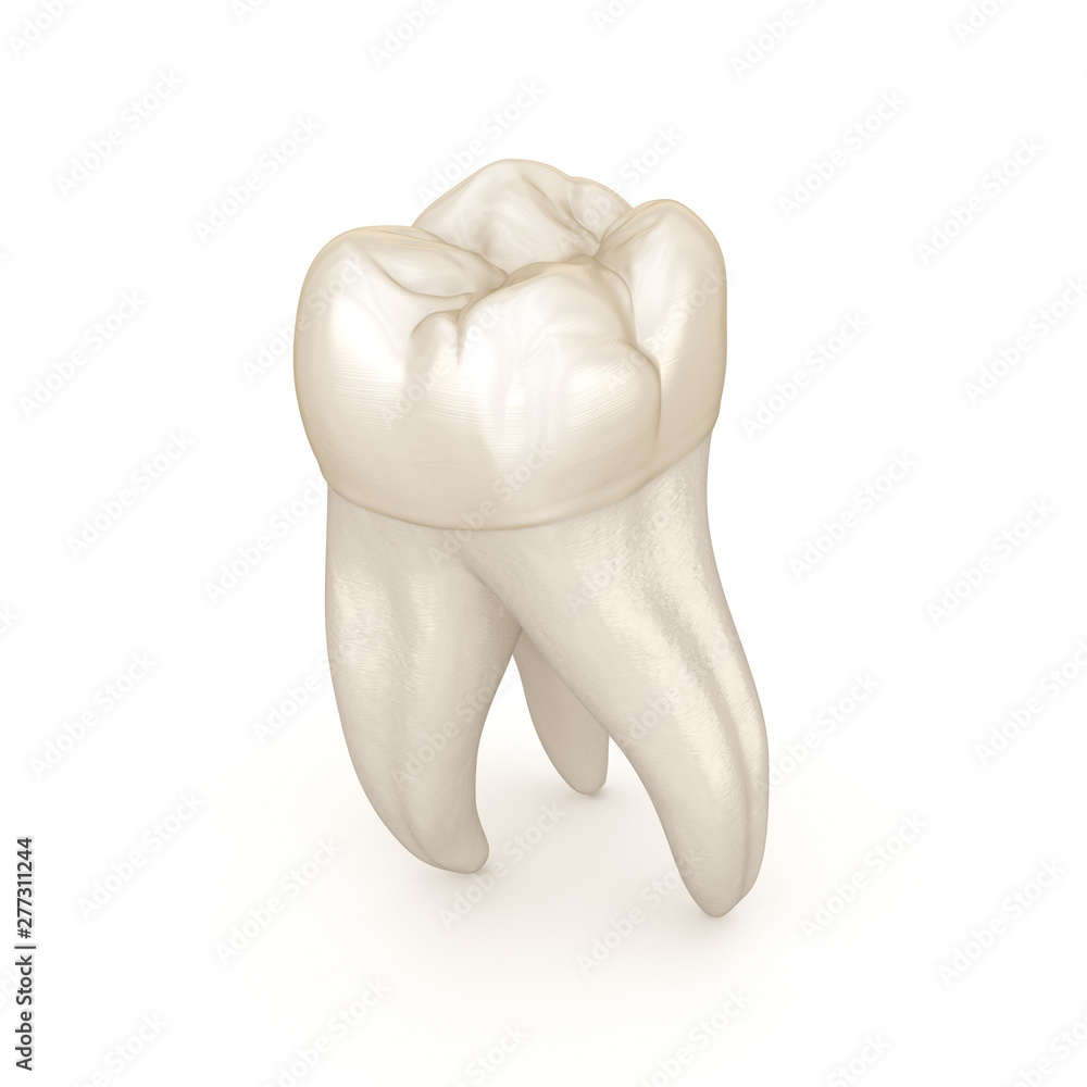 Dental anatomy - First maxillary molar tooth. Medically accurate dental ...