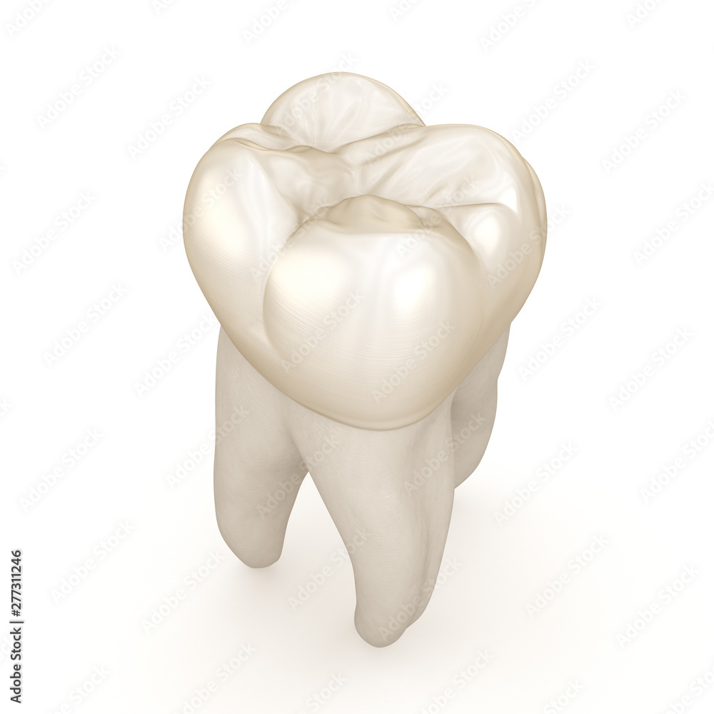 Dental anatomy - First maxillary molar tooth. Medically accurate dental ...