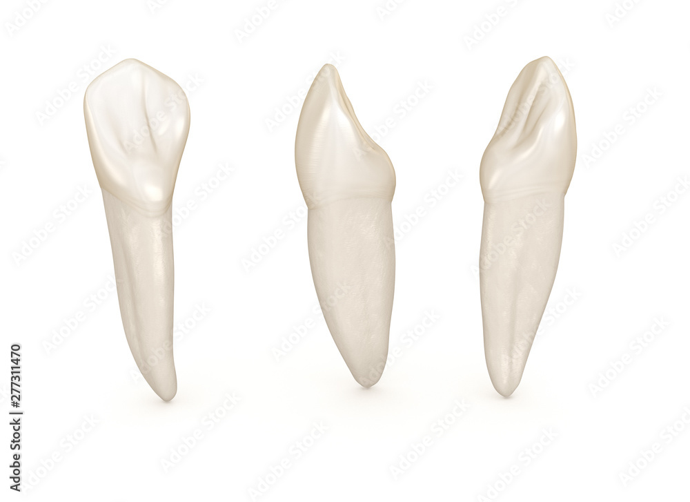 Dental anatomy - maxillary central incisor tooth. Medically accurate ...