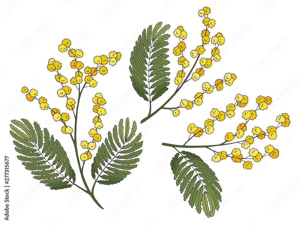 Mimosa flower graphic color isolated sketch illustration vector Stock ...