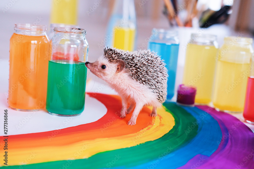 Сute hedgehog runs around the rainbow. Little Pet. Bright colour. Pride ...
