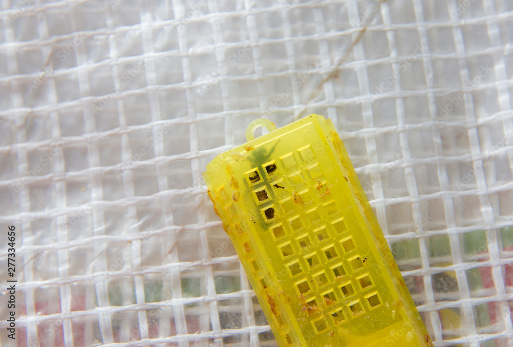 Requeening also known as new queen bee in an introduction cage ready to ...