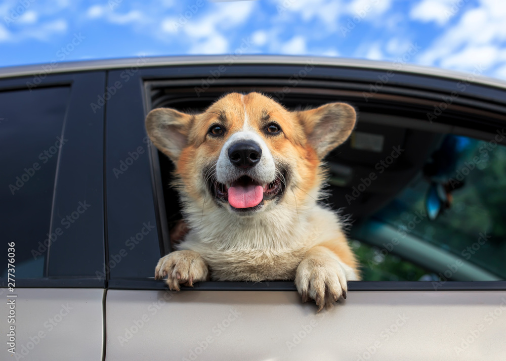 charming puppy dog red Corgi pretty sticks out his face with pink ...