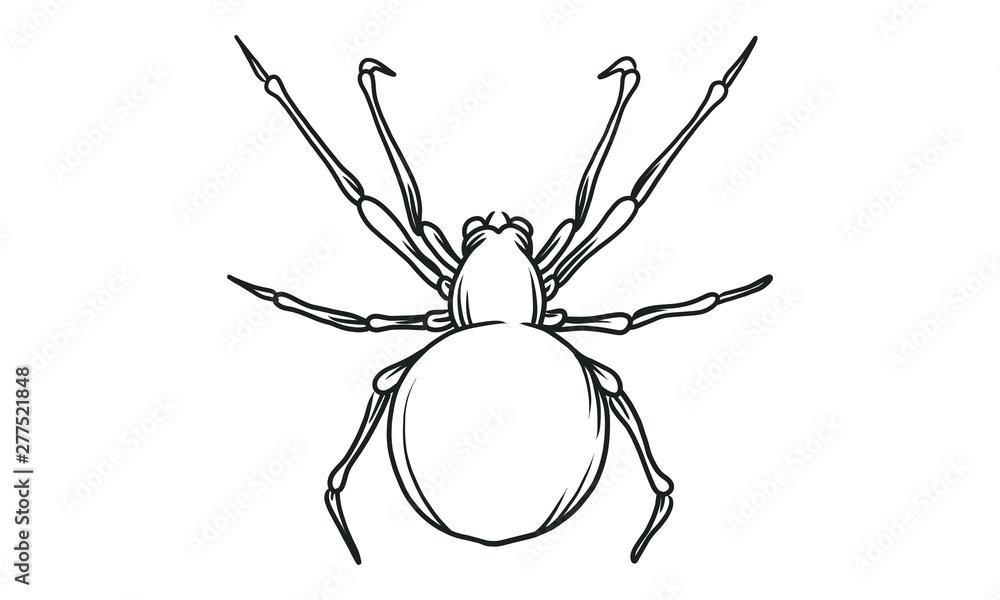 Vector lineart illustration of black spider on white background, hand ...